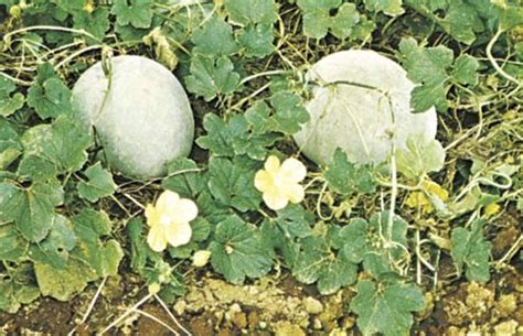 Wax Gourd Edible Tropical Climbing Britannica