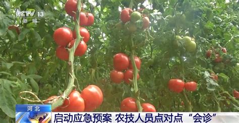 确保蔬菜“温暖”过冬 这些地方“蔬”写“棚”勃发展央广网