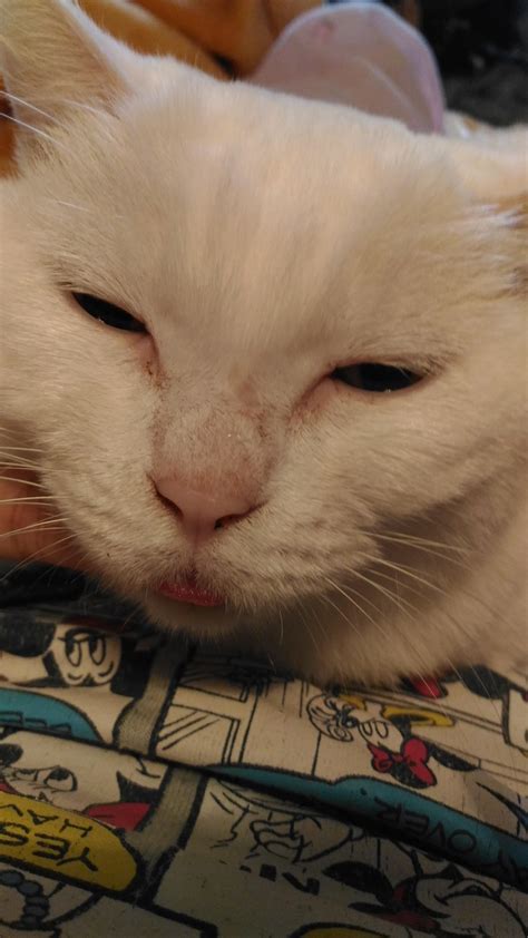 Tiny Blep Scrolller