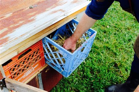 Basics Of A Chicken Coop Design Necessities Abundant Permaculture