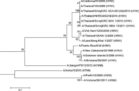 Phylogenetic Tree Of Influenza Virus Na Constructed By Neighbor Joining
