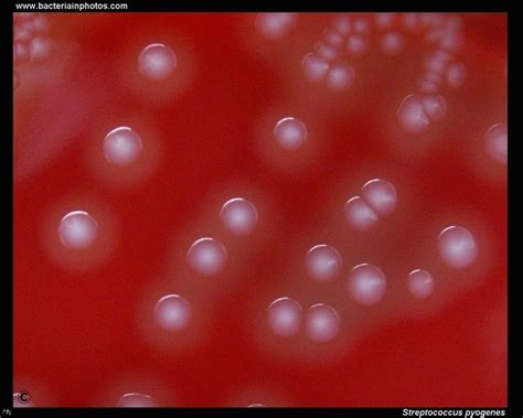 Pin On Beautiful Microbiology