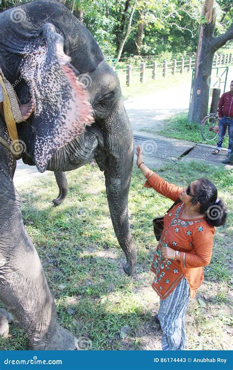 Elephant With Trunk Up In Thailand Editorial Photo