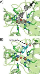 Pathway into the active site A The mFo DFc map contoured at 3 0 σ Download Scientific