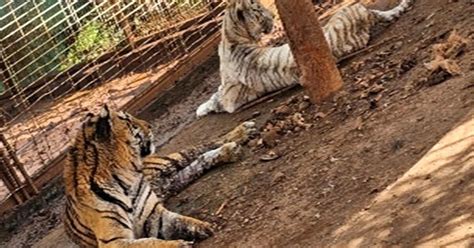 Aseguran Tigres Y Jaguares En Municipio De Jalisco Bajo El Control Del