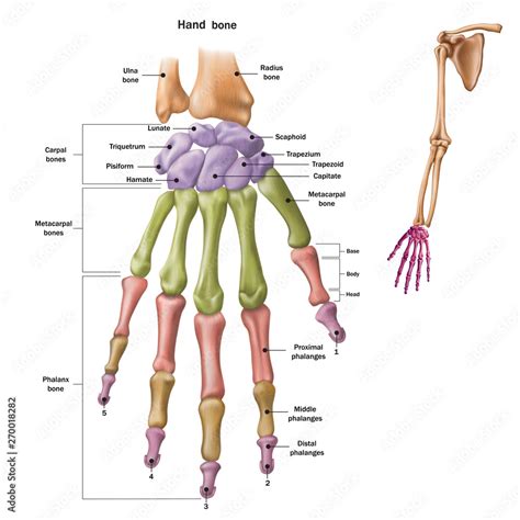 Anatomy Of A Human Hand Functional Anatomy Of The Hand Qofpft