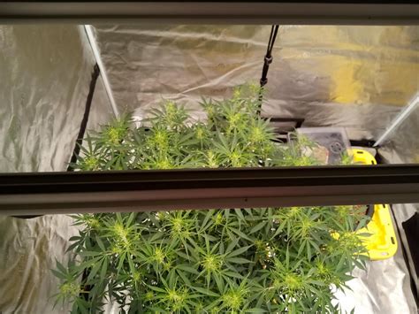 Magic Melon Autoflower Just Finished Stretching Day 45 Ish More