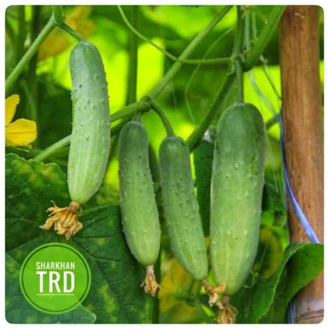It S A Seed Not A Plant Biji Benih Timun Batang Baby F1 Hybrid Short Cucumber Seeds Lazada PH
