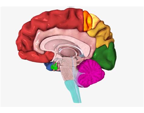 Brain Sagittal Cross Section Quiz