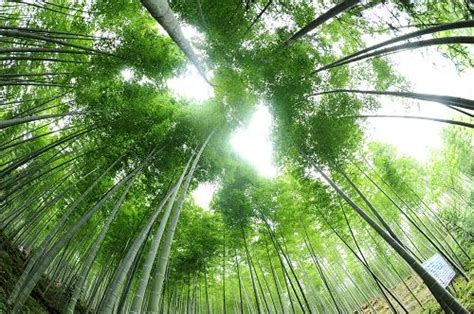 生态与发展一根毛竹挑两端