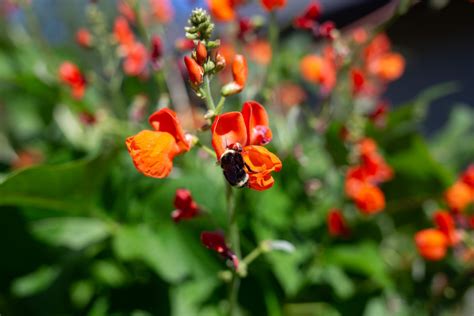 Scarlet Runner Beans Angie Windheim