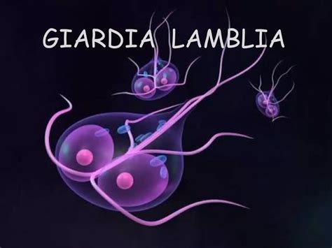 Classification Of Flagellates And Giardia Lamblia Pdf