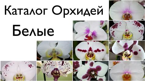 🌺 Сорта названия орхидей фаленопсис 🌺 Phalaenopsis Orchid Varieties 🌺