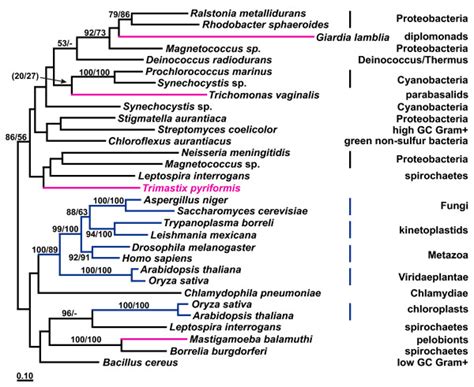 Ml Tree Of Pk Protein Sequences Phylogenetic Tree Constructed From Atp