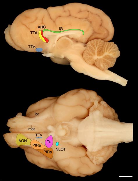Dog Olfactory Receptors