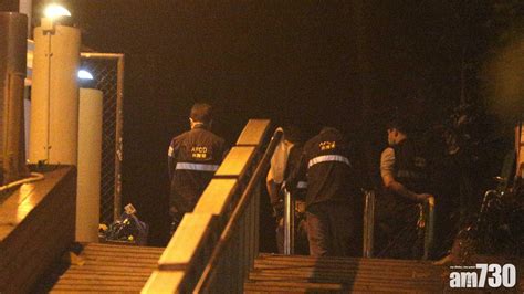 殺豬令｜一對雌雄野豬北角被捉 漁護署稱已人道毀滅 Am730