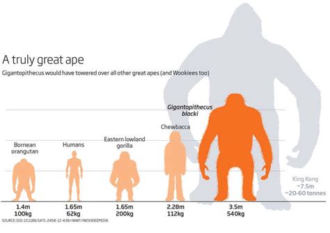 Jungle Tales The Real King Louie Was The Biggest Ape Of All New