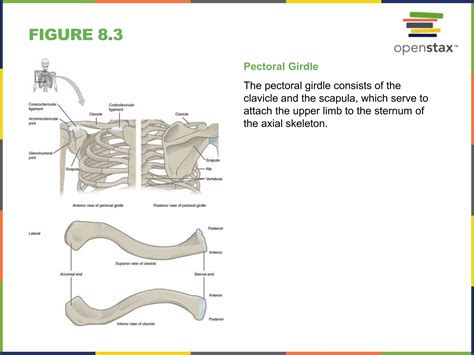 Open Stax Anatomyandphysiology Ch08 Ppt