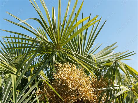 Trachycarpus Wagnerianus Ou Trachycarpus Excelsa Gros Plan Sur Grappes Pendantes De Fruits