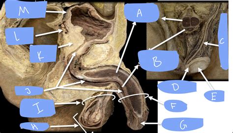 Male Reproductive System 1 Diagram Quizlet