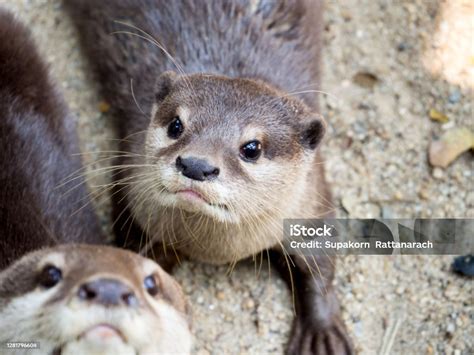 동양 소형 발톱 수달 아시아 소형 발톱 수달 오픈 입 클로즈업 샷 수달에 대한 스톡 사진 및 기타 이미지 Istock