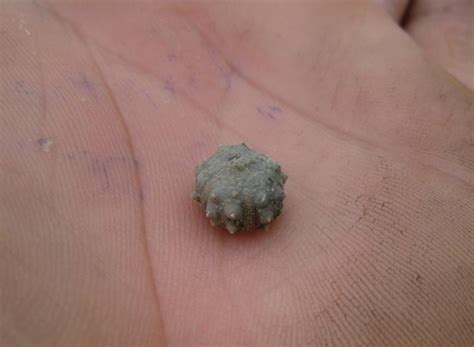 North Texas Fossils Duck Creek Formation
