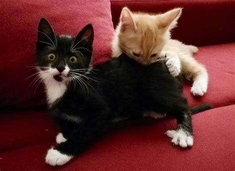 Catasters • “excuse Me Youre Biting My Butt”