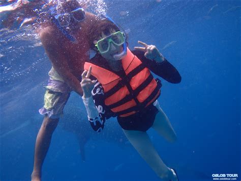 세부 오슬롭 고래상어 투어 2014년 10월 2일 오슬롭투어닷컴