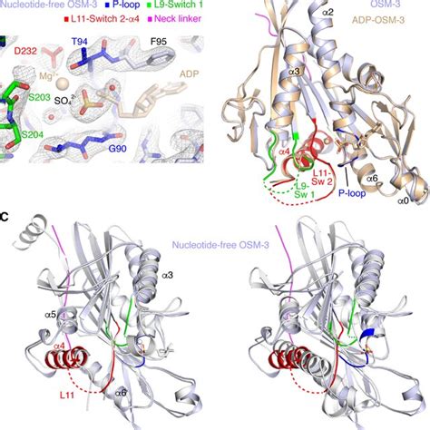 the structure of nucleotide‐free osm‐3 1 337 construct download