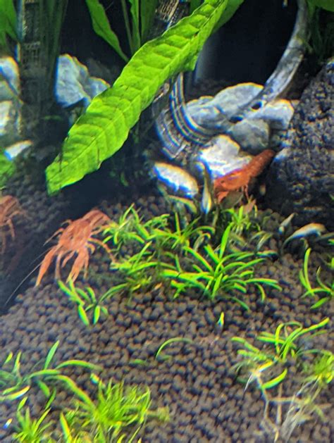 Back From The Dead Rcrayfish