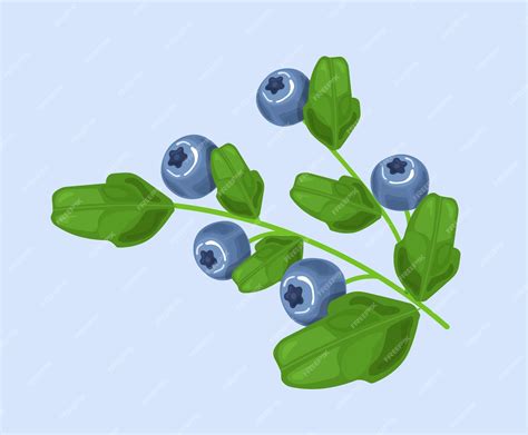 나뭇잎 컨셉의 블루베리 달콤하고 즙이 많은 베리 건강한 식습관 여름 디저트와 진미 템플릿 레이아웃 및 모형 파란색 배경에 격리된