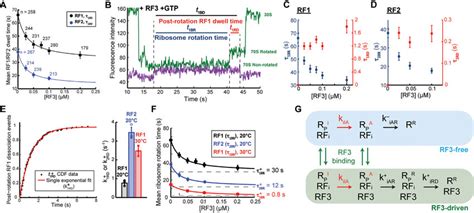 Rf3 Catalyzes Intersubunit Rotation To Accelerate Class I Rf Download Scientific Diagram