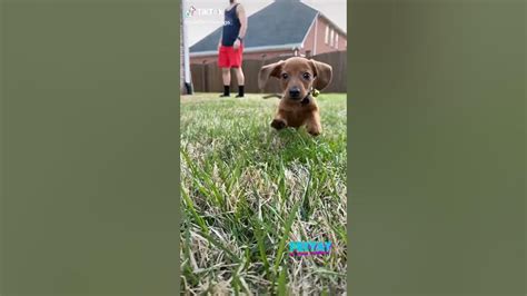 Милий песик😉 Youtube