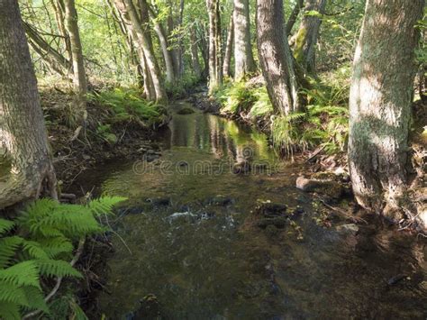 Magic Forest Water Stream Creek With Stones Moss Ferns Leaves And