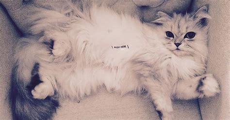 Push Here Imgur Push Here Imgur