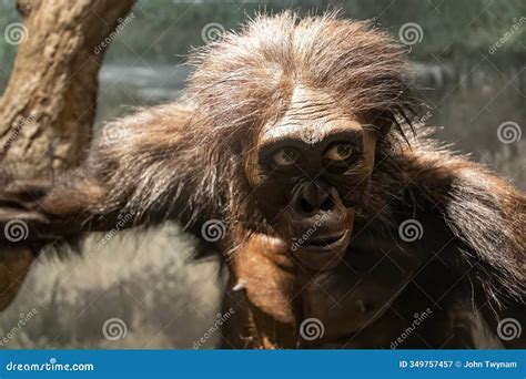 Australopithecus Afarensis Exhibit Editorial Photography Image Of