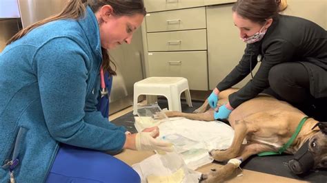 Urinary Catheterization Female Dog Urinary Catheter Anatomy At Gloria