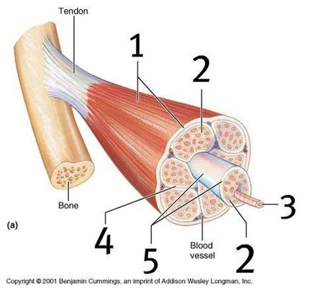 Muscular System Diagram Quizlet