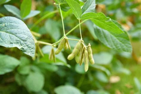 Soybean Plant Growing Uses And Needs Rural Living Today