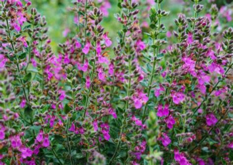 Plant Of The Month Creeping Germander Teucrium Chamaedrys Prostratum
