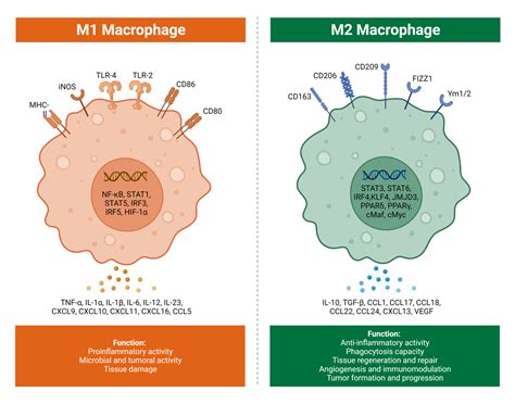 M1 Kills M2 Heals The Effects Of Different Subsets Of Macrophages In