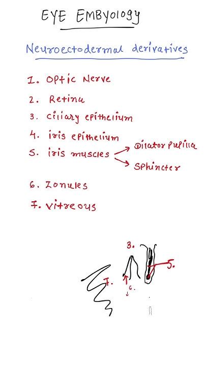 Eye Embryology Mesodermal Derivative And Neuroectodermal Derivative