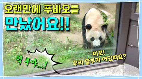 Ep198 입장하자마자 오랜만에 유리창 앞에서 푸바오를 만났어요💖ㅣ또 반한 푸바오의 예쁜 눈꺼풀 ㅣ할부지 아니면 노룩패스