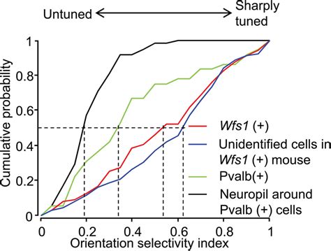 Comparison Of Orientation Selectivity Of Wfs1 And Pvalb Cell