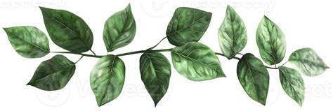 Green Leaf Branch Illustration 47522259 Png