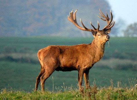 Ciervo Rojo Cervus Elaphus Mamíferos Ciervo Cervus Elaphus Y