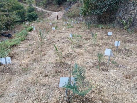 轿子山国家级自然保护区管护局回归468株攀枝花苏铁到中屏片区育苗基地云南省林业和草原局