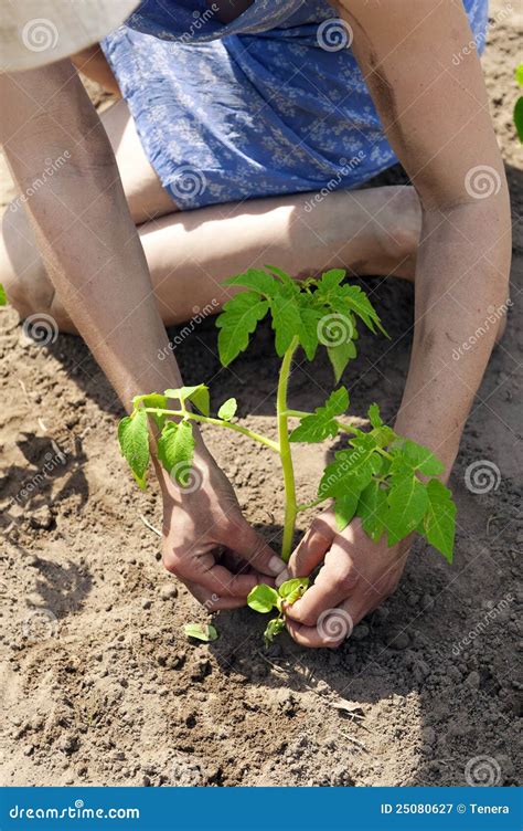 Growing Tomato Sprout Planting Stock Image Image Of Life Color 25080627