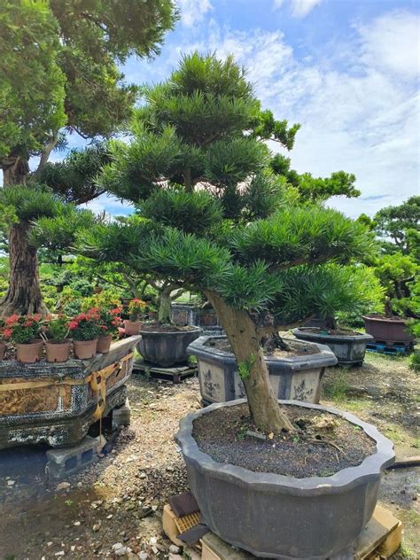 Podocarpus Macrophyllus Bonsai Furniture And Home Living Gardening