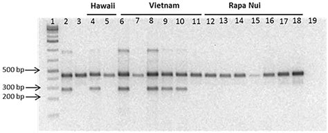 Banding Pattern Of A Duplex Pcr Used To Identify Sex In Selected B